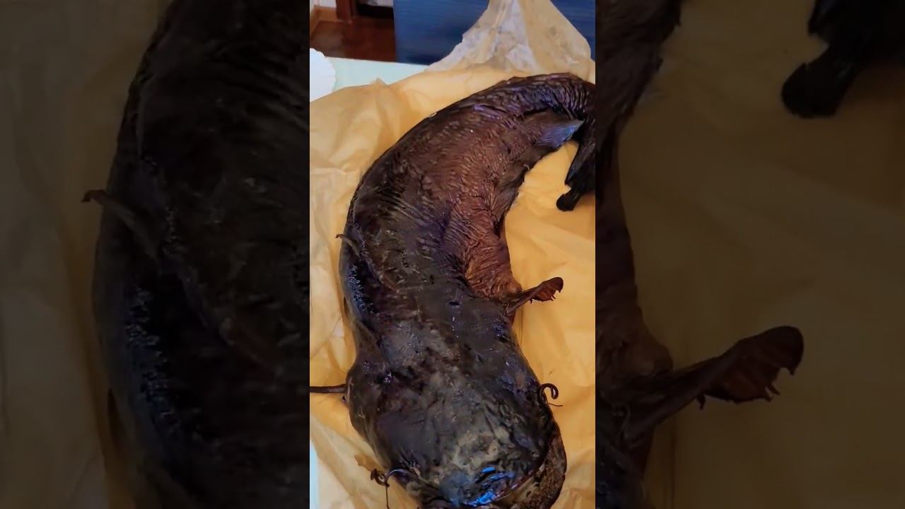 Что поймали, то и поели! Сом копченный! #удачныевыходные #рыбалка #кулинария #сом #ужин