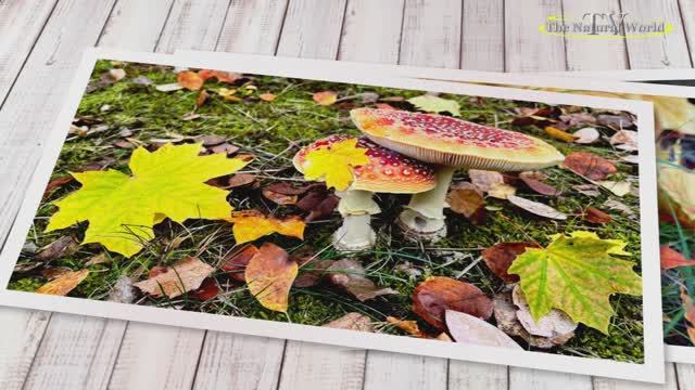 🌹🦋🌺 Я у "Осени" спросила ✬🍂🍁 /Ходит осень в нашем парке, 💖🦋🌺 Дарит осень всем подарки/🍁🍂