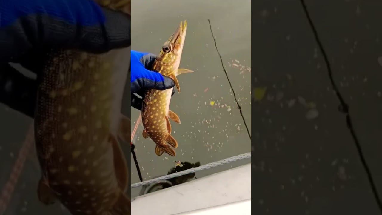 Поймал щуку! #удачныевыходные #рыбалка #осень #рыба # щука #мотивацияивдохновение