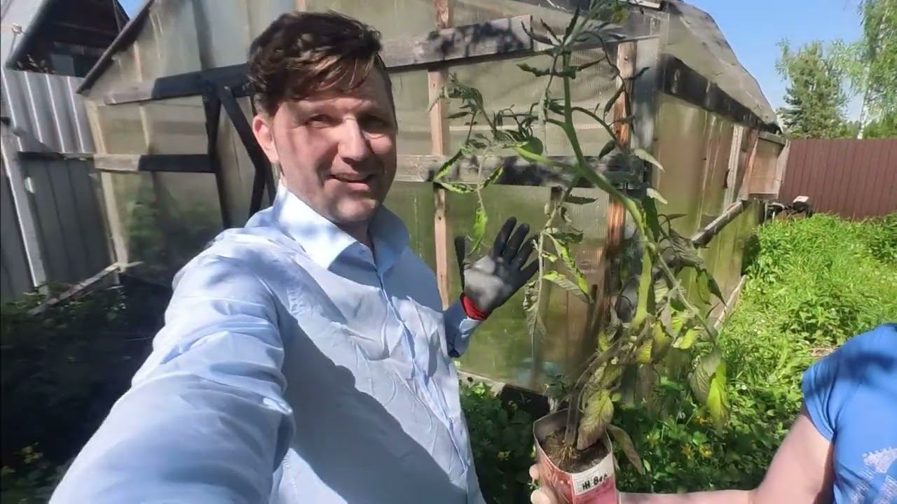 Дачная философия при посадке томатов в парнике.