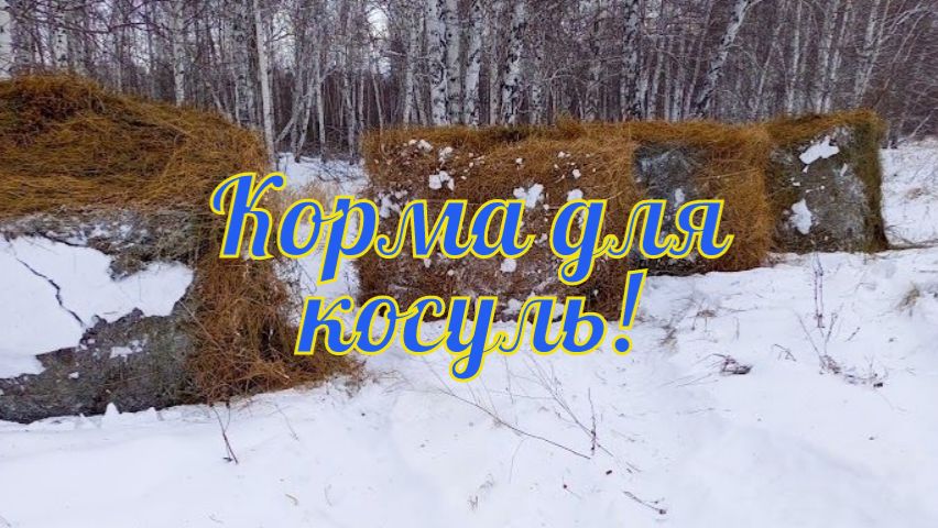 Подкормка косуль зимой.