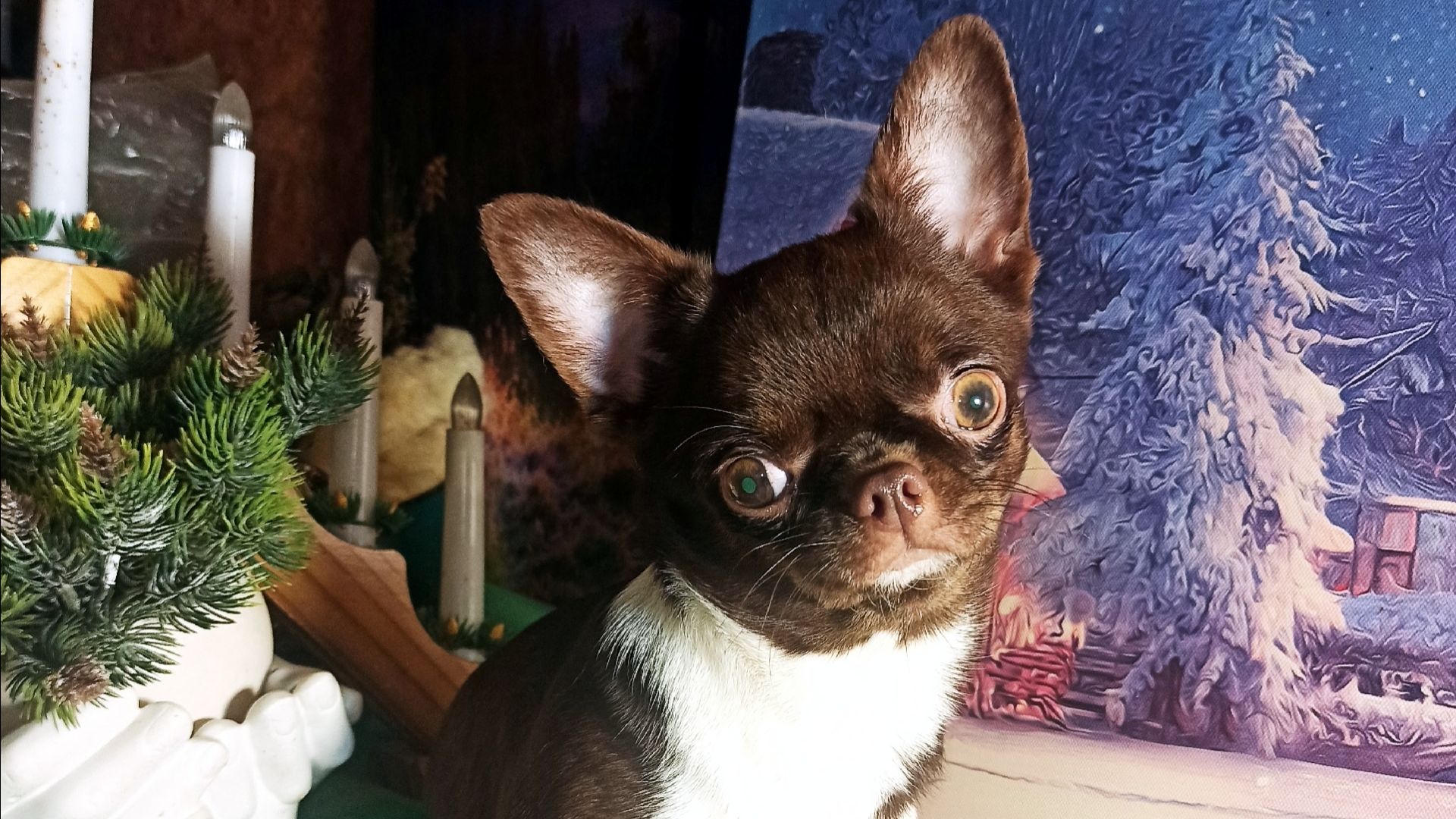 Шикарная #чихуахуа_кобби_тип с гарантией ЗДОРОВЬЯ, веса, размера Чилеста #цена 100 тр #купить_щенка