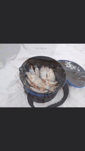 Сегодня порыбачил на мормышку с мотылем🎣 Также рыбачил на жерлицы🎣