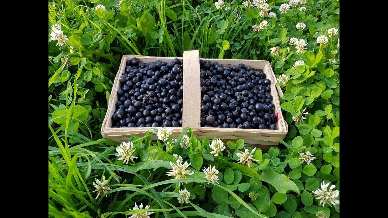 Архив: Джем из чёрной смородины/Очень вкусно быстро и легко!