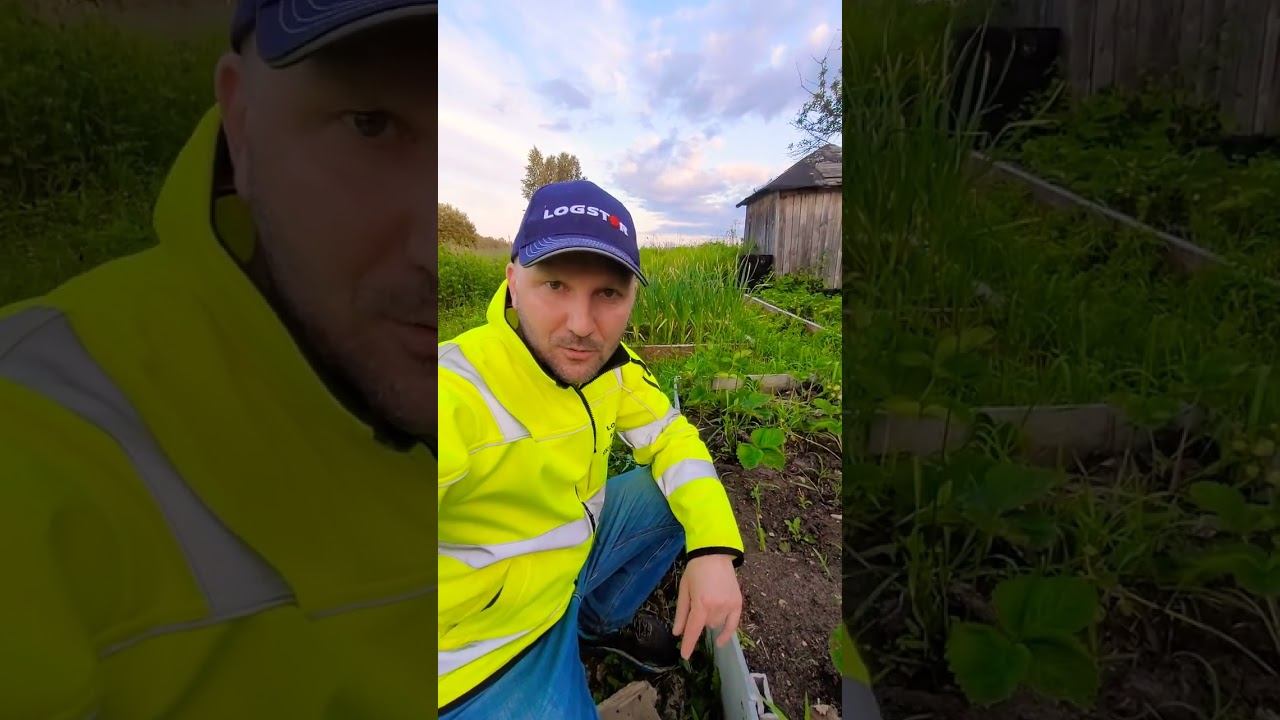 Клубники будет много! #удачныевыходные #клубника  #дача