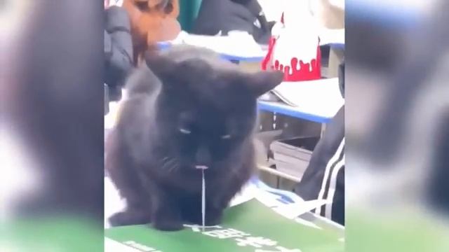 Видеоприколы с животными_очень смешно_😼