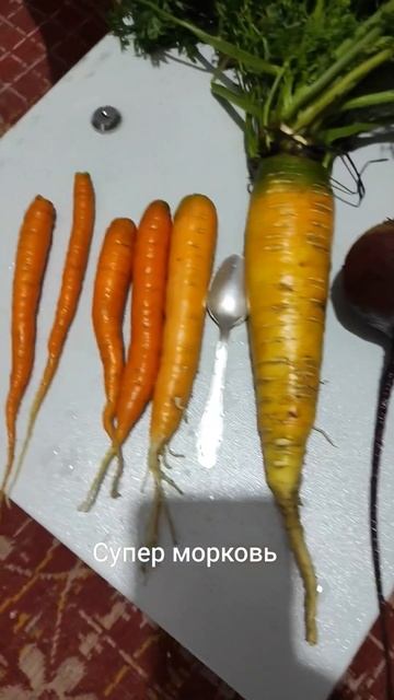 Супер морковка