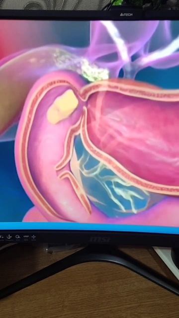 Пищеварение