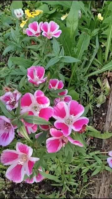 Годеция. А как она похожа на Азалию!