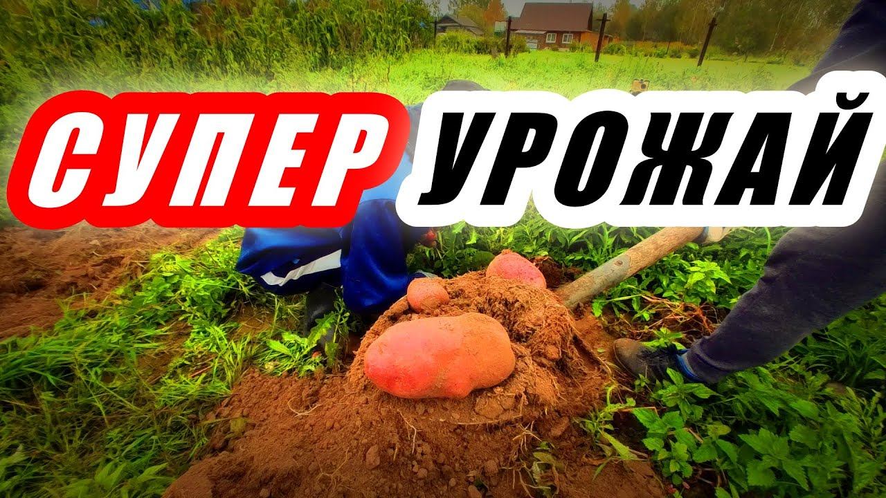 Мой сумасшедший урожай картофеля с заброшенного поля!  7 сортов картофеля - какой самый урожайный?