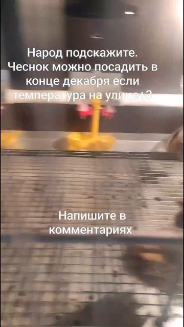 Кто знает можно ли посадить чеснок если на улице плюсовая температура_ До какой температуры можно_