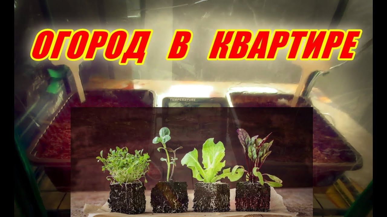 Как посадить семена на рассаду? Готовимся к дачному сезону.