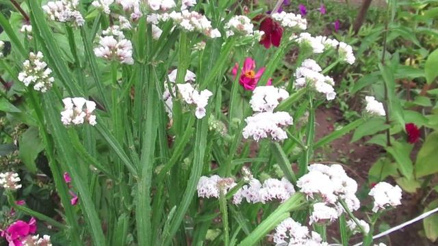 Сухоцвет Статица: когда сеять семена на рассаду