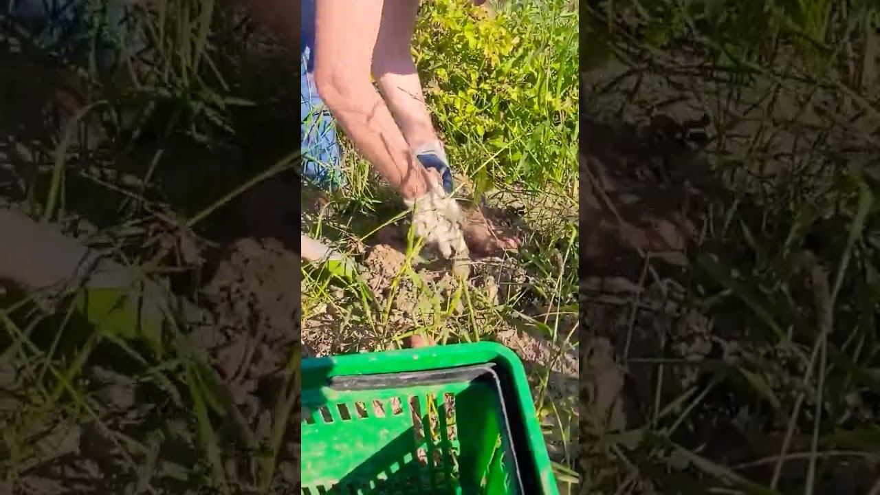 Собираем картофель Сарпо Мира. #удачныевыходные #дача #огород