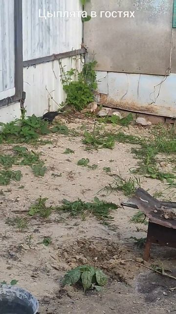 В гости опять цыплята пришли.