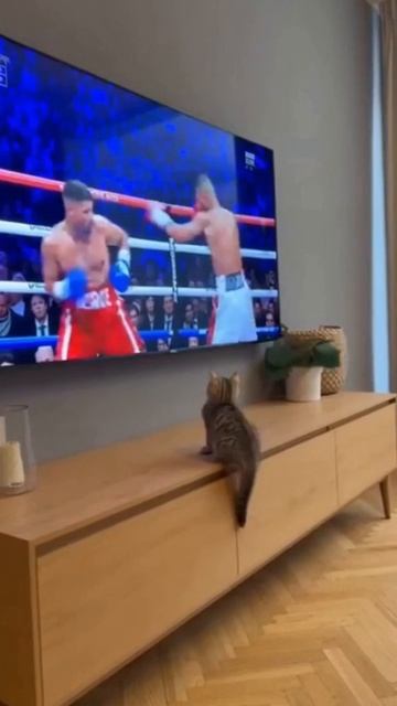 Пушистый болельщик