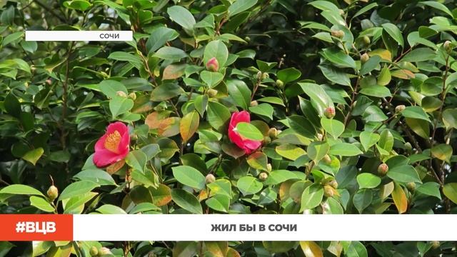 Жил бы в Сочи / В центре внимания - 17 (30.01.2026)