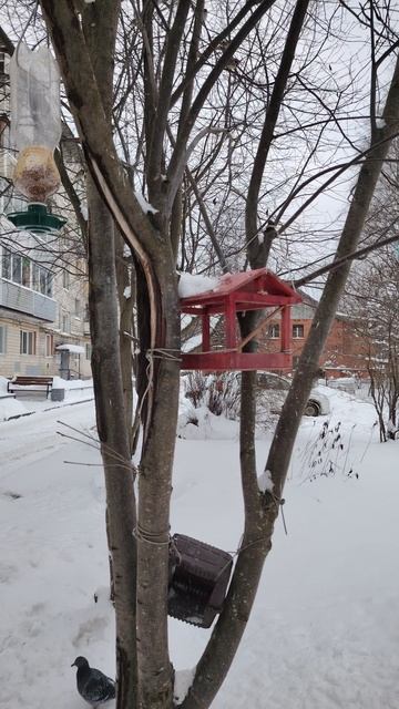 Птичья столовая ©20260114