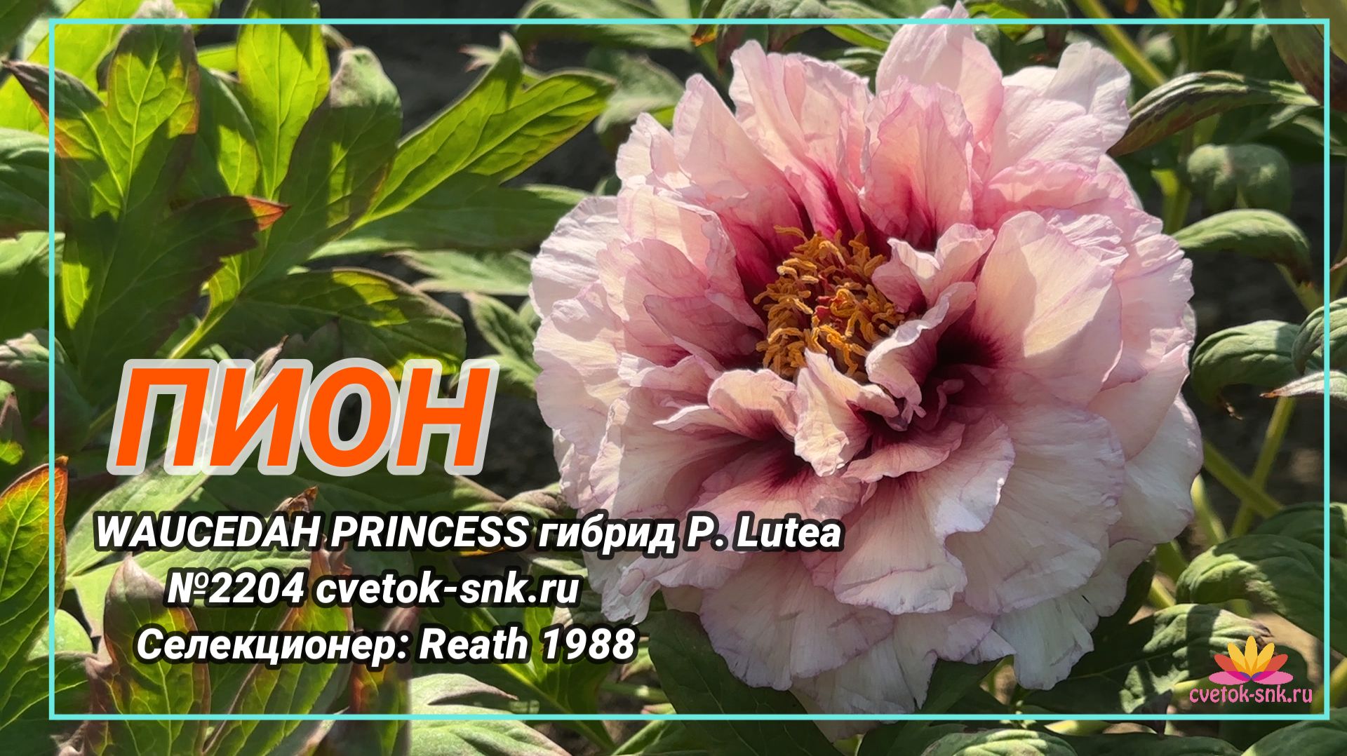 ПИОН "WAUCEDAH PRINCESS"/Сад Ворошиловой