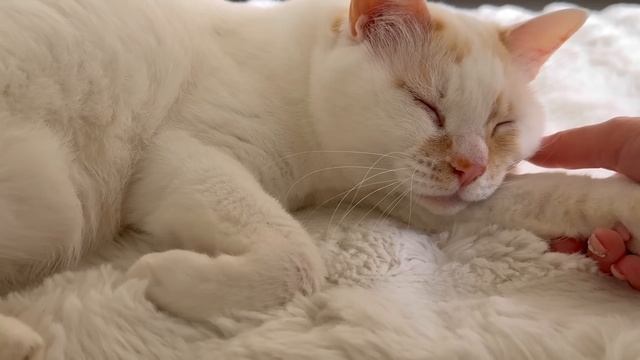 Эффективная уборка с 3 котами и отдых в отеле