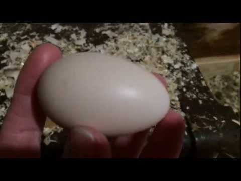 Мои любимые курочки занеслись!/Взвешиваю первые яйца наших Silkie/Жизнь в деревне