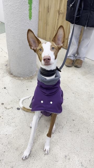 Наши будни зоомагазина Мистер Гав