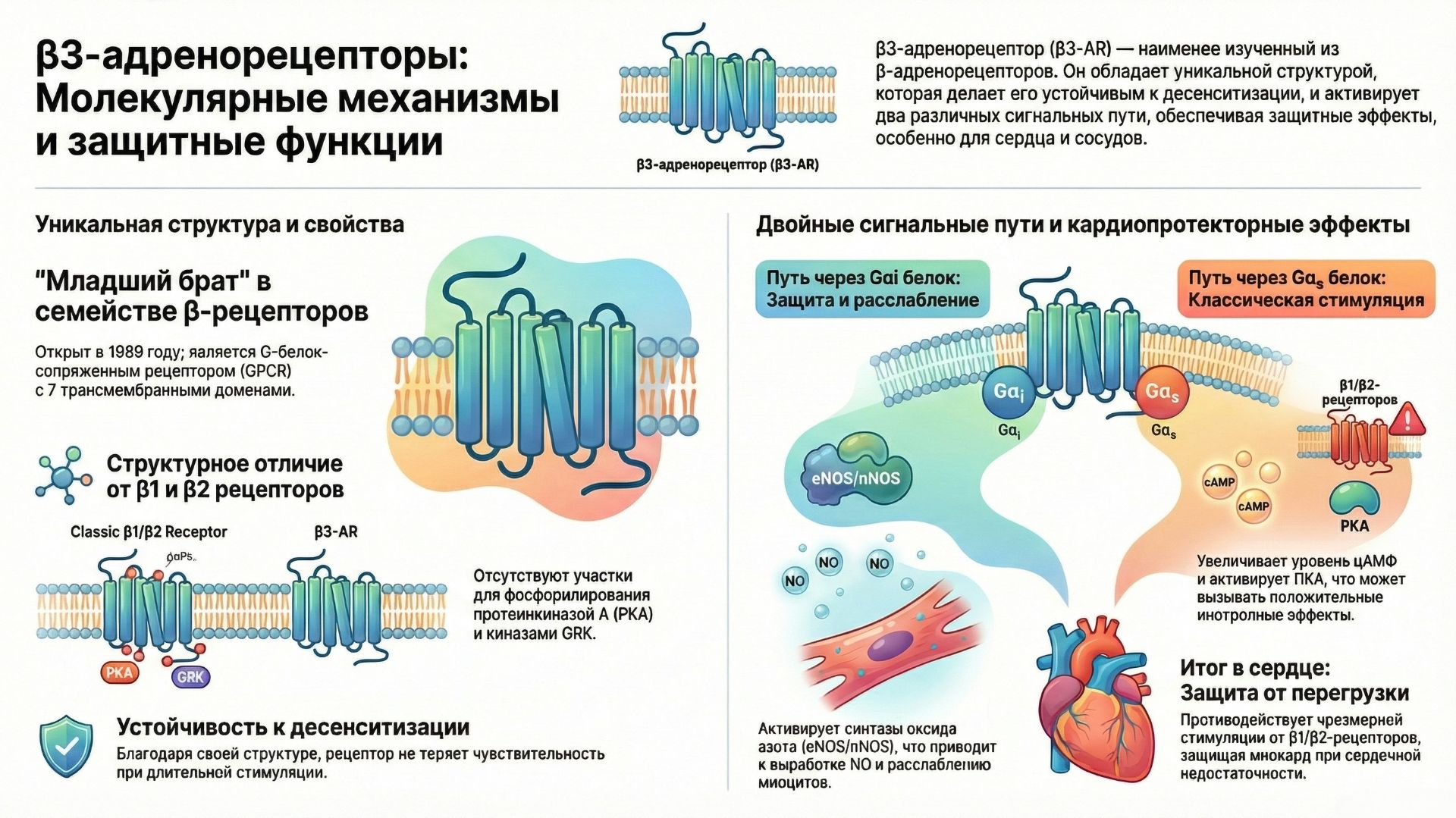 Тайна Бета3-адренорецептора: универсальный регулятор от метаболизма до настроения