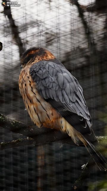 Чеглок. Ленинградский зоопарк