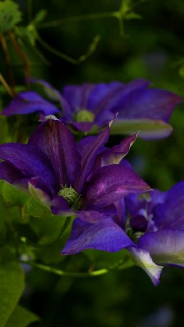 Магия утра #shorts