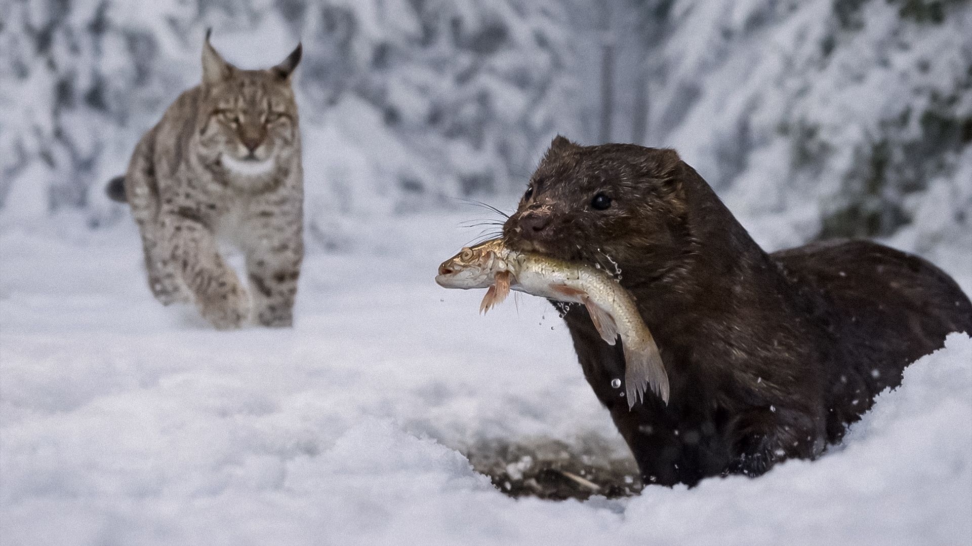 Жизнь диких животных в трескучие морозы: какие стратегии выживания помогают зверям пережить зиму?