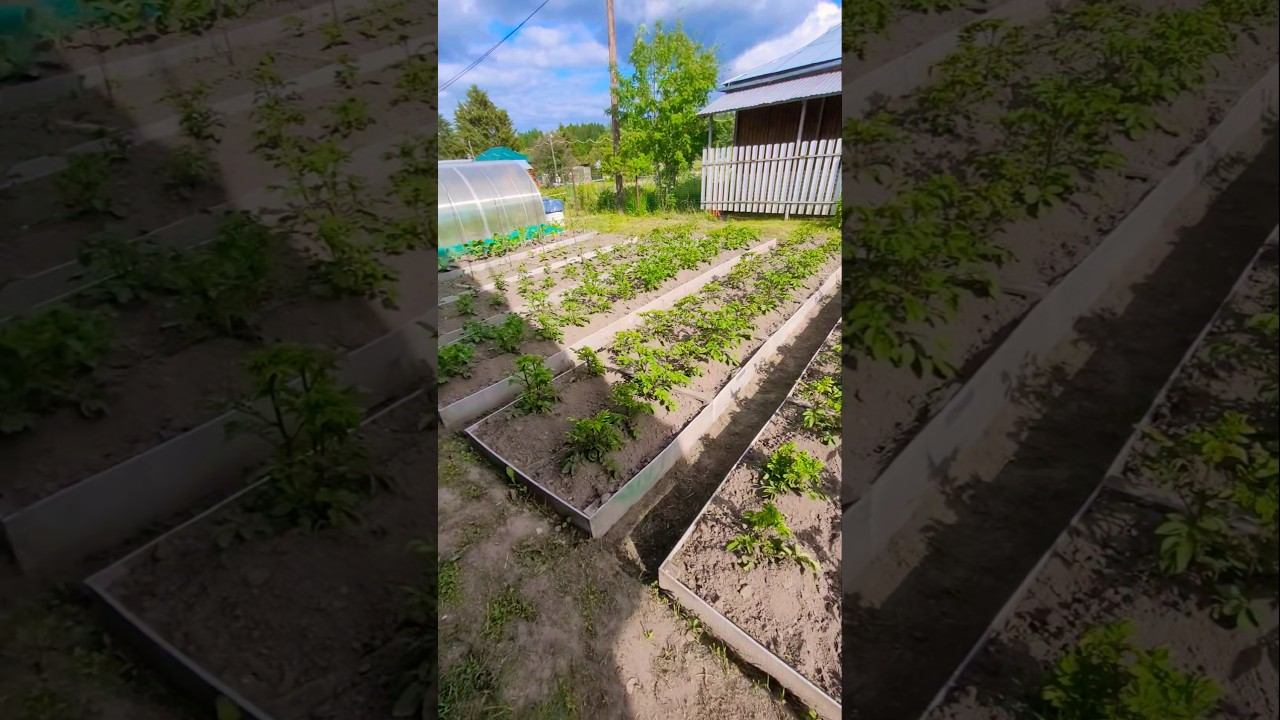 Огородная жизнь. #удачныевыходные #дача #сад #картошка