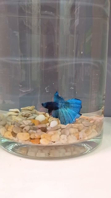 Рыбка петушок