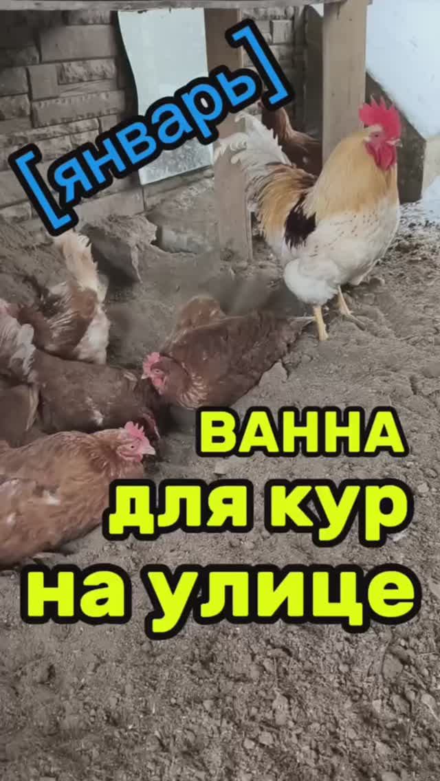 Зольно-песчаная ванна для кур: состав, установка, секреты эффективности 🐓