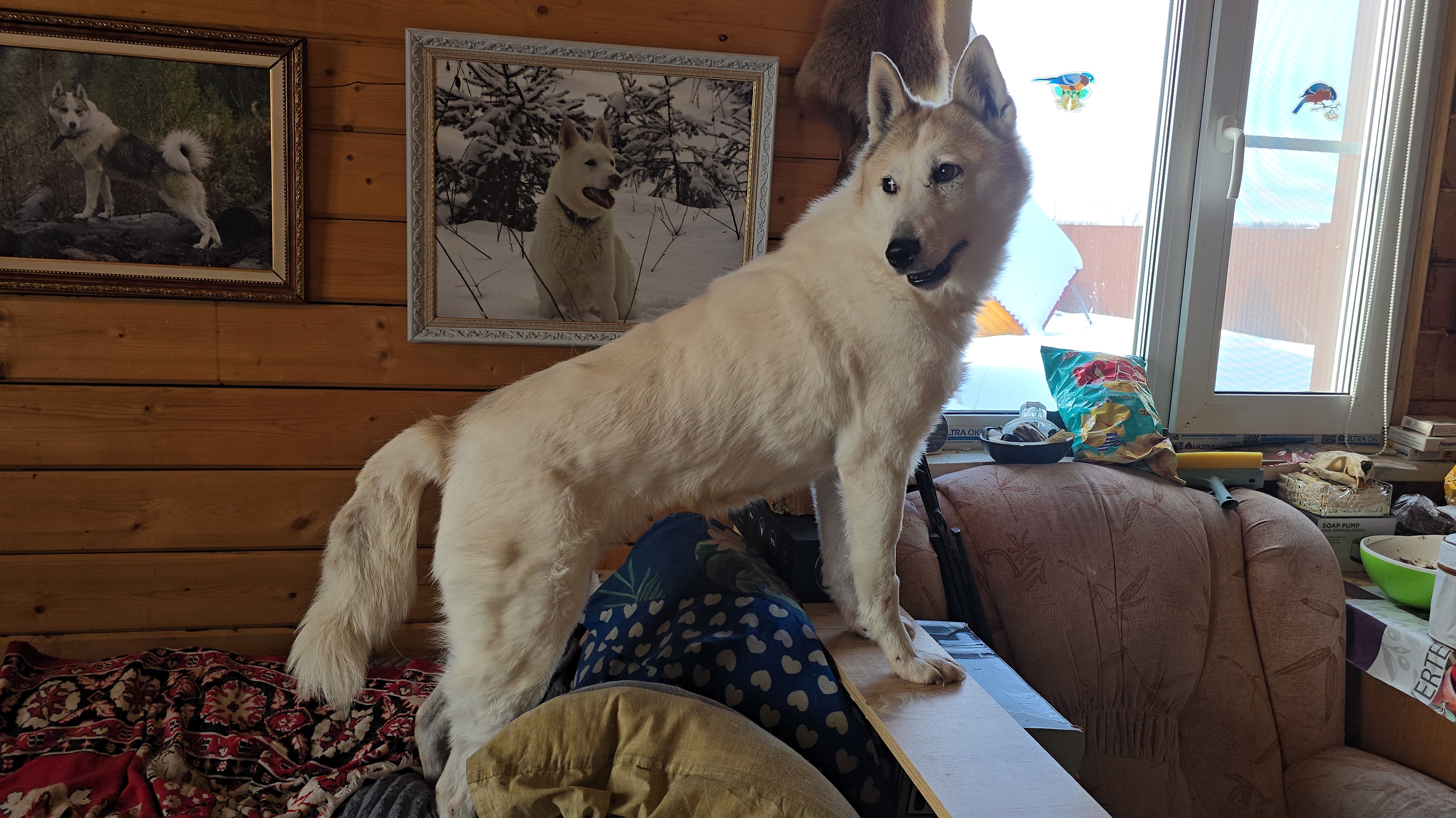 Освободил Белкунью