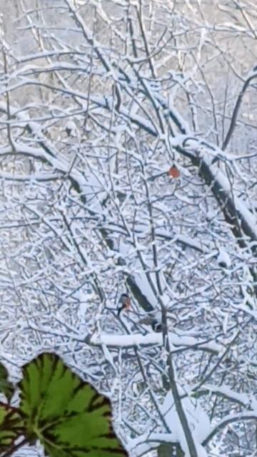 Снегири за окном...красота