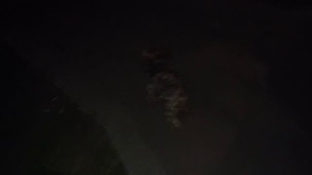 Мы идём гулять с собакой! | 9-сен-2024