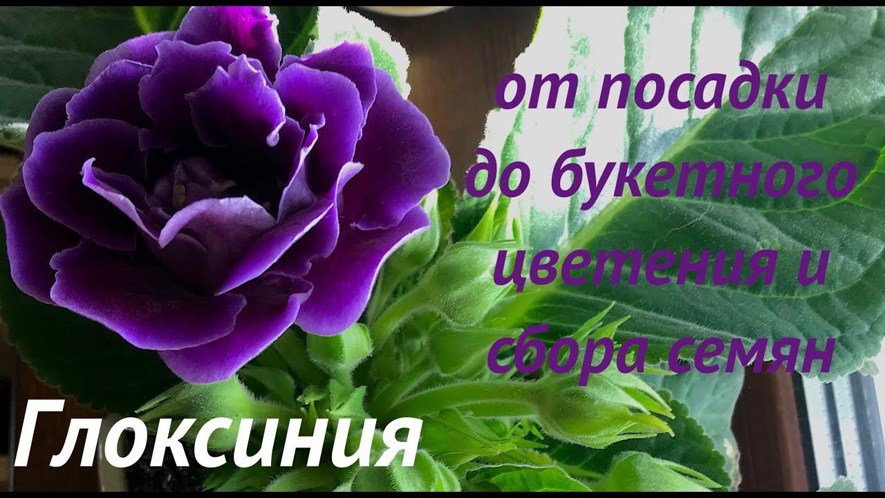 Глоксиния: от посадки до букетного цветения и сбора семян