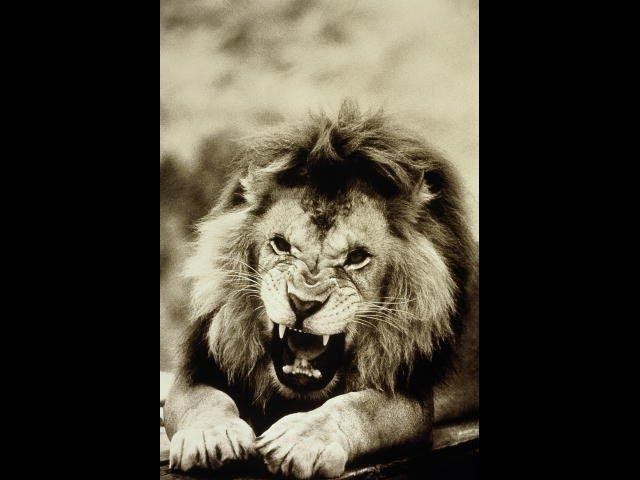 собака РЕСПУБЛИКА ИНФОРМАЦИЯ