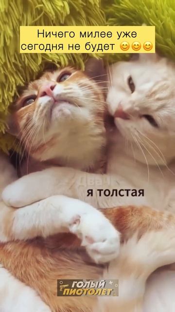 Семья котэ..