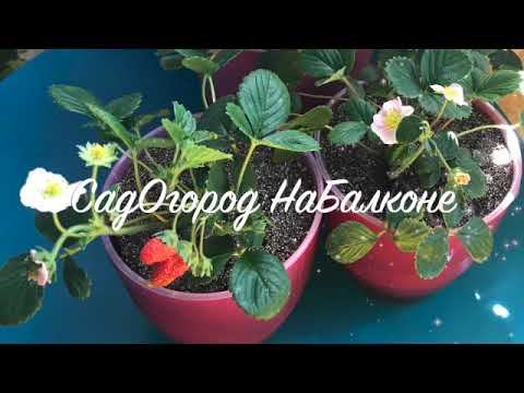 Земляника Роман на балконе  Strawberry at balcony