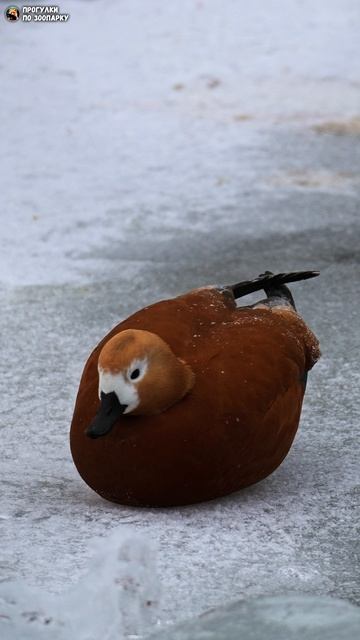 Утка огарь. Ленинградский зоопарк