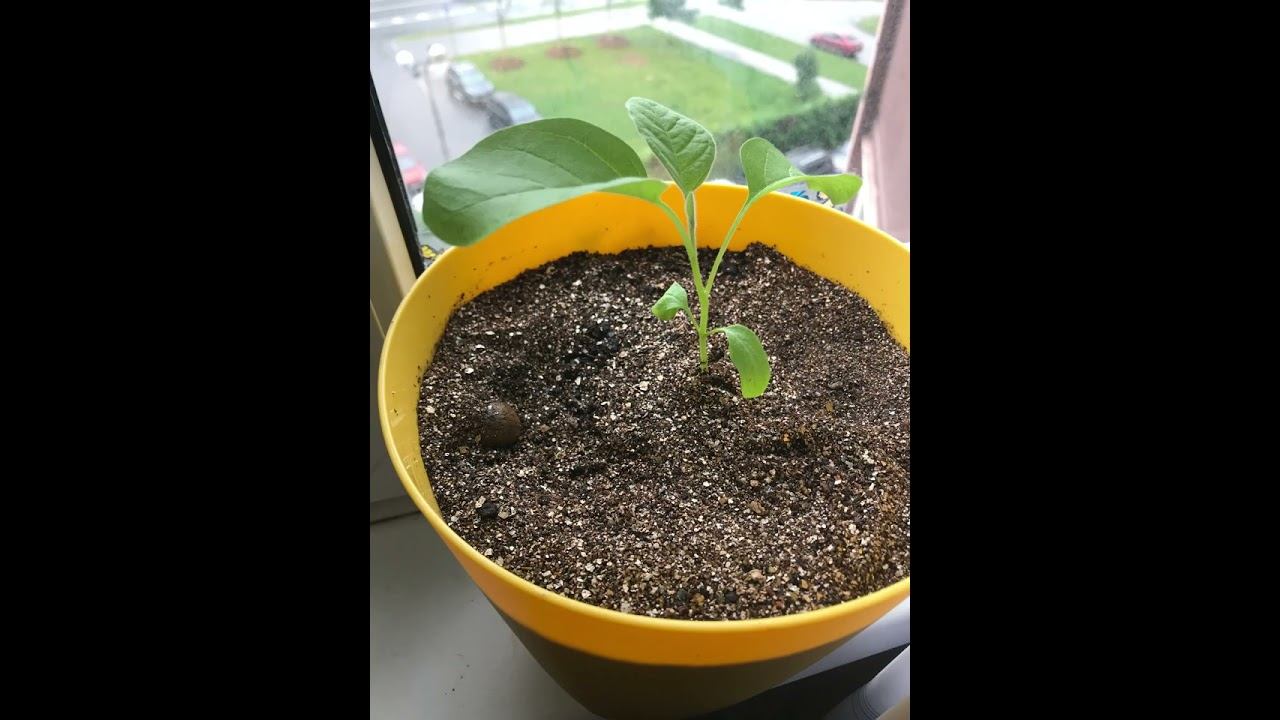 Баклажан и земляника на балконе. Сохранение семенами