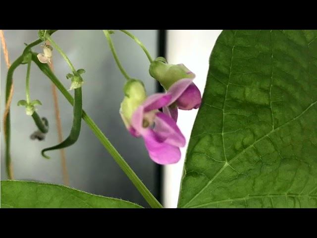 Фасоль на балконе ~май-июнь 2021~