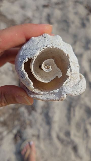 как выглядит раковина в разрезе