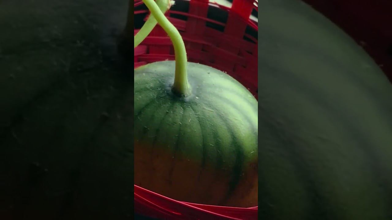 Балконный огородик в Москве, ноябрь #balconygarden #moscow #2023