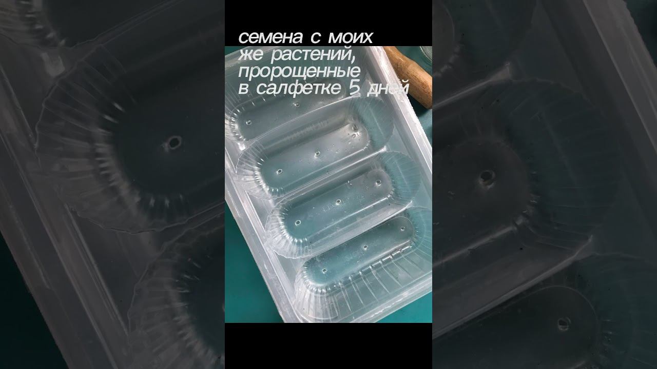 Пеларгония из своих семян, посадка ☑️