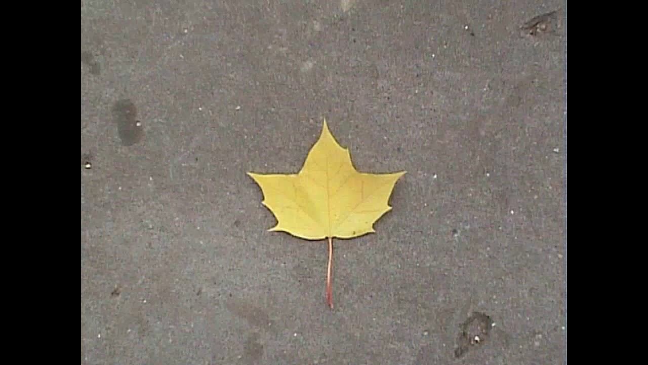 2010 10 10 Прогулка по парку Дворянское гнездо и парку Победы