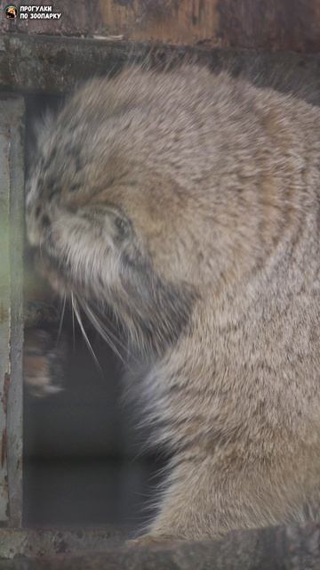 Манул Намика ищет, куда бы убежать от Свэна. Ленинградский зоопарк