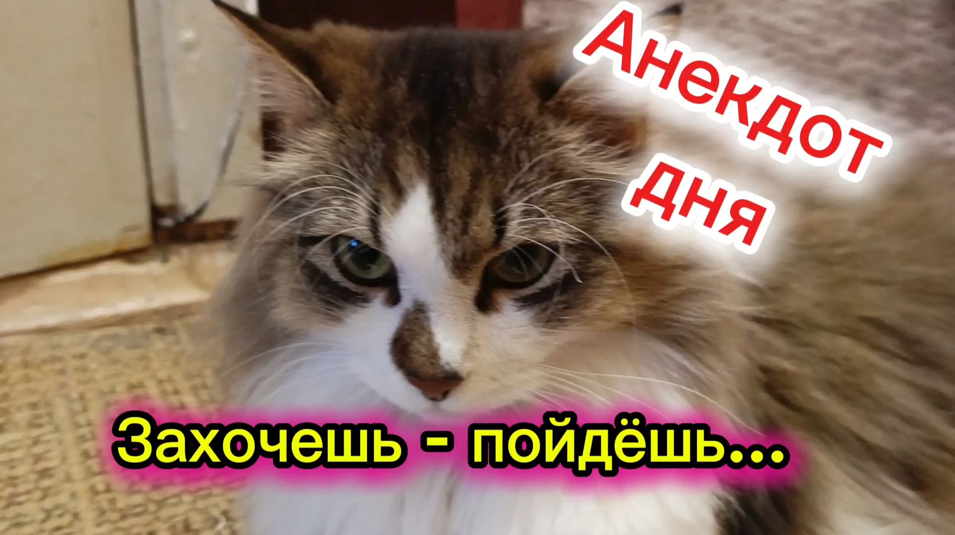 АНЕКДОТ ДНЯ. Кошки с озвучкой.