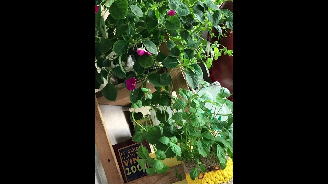 Урожай на балконе, к ужину